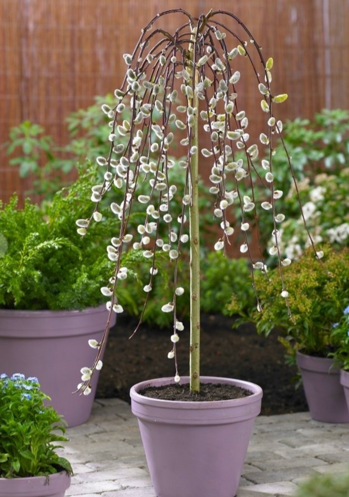 Salix Caprea Pendula/ Csüngő barkafűz - Szél & Pásztor kertészet