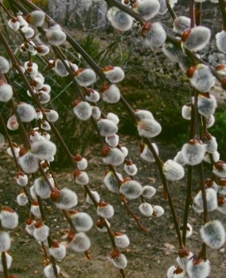 Salix Caprea Pendula/ Csüngő barkafűz - Szél & Pásztor kertészet