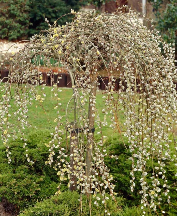 Salix Caprea Pendula/ Csüngő barkafűz - Szél & Pásztor kertészet