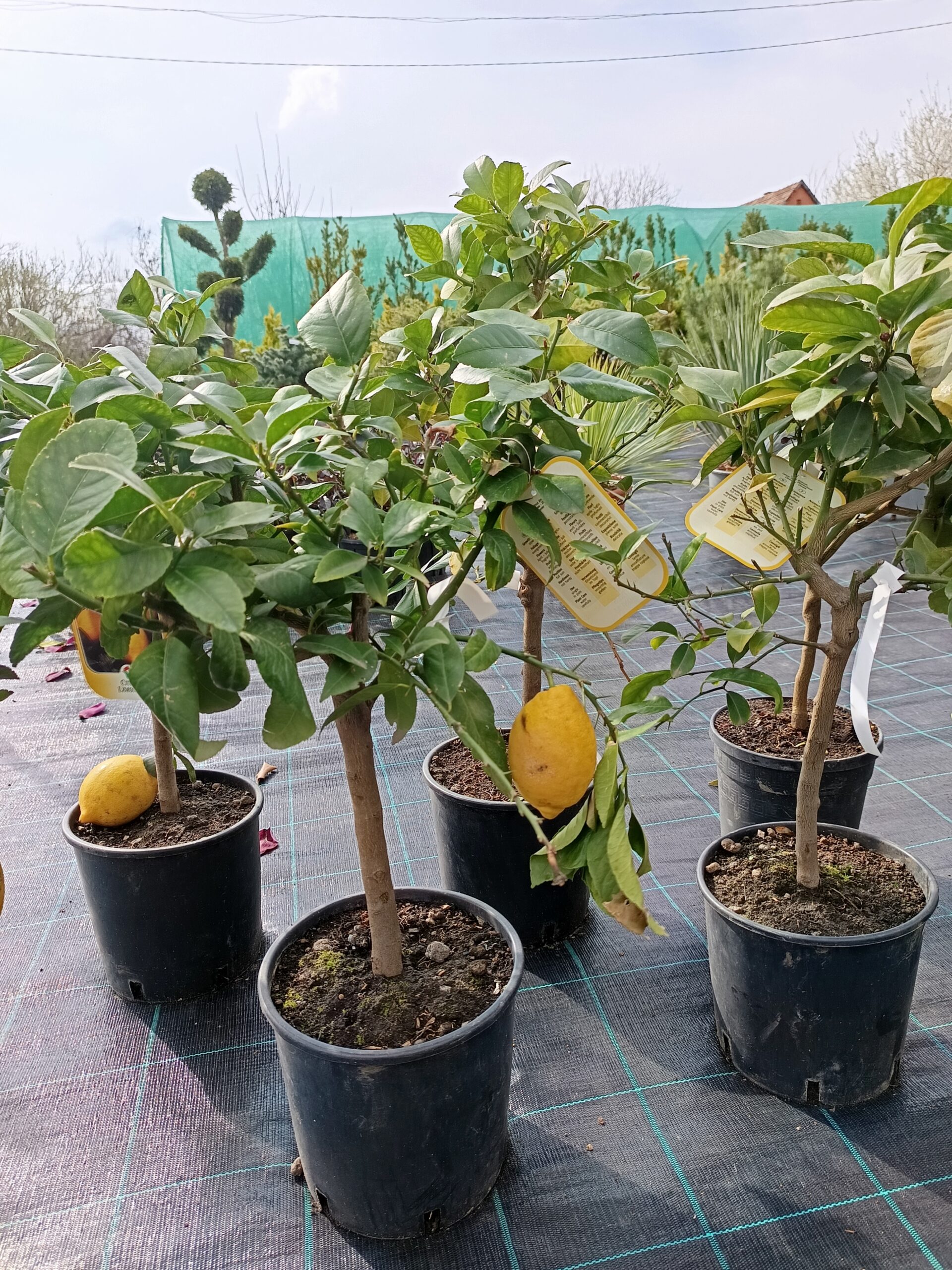 Citrus Limonum/ Citromfa - Szél & Pásztor kertészet